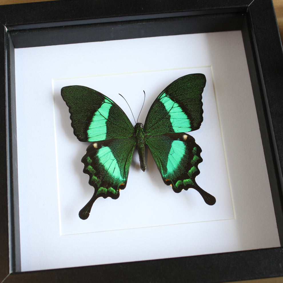 Emerald Swallowtail Butterfly (Achillides palinurus daedalus) Frame ...